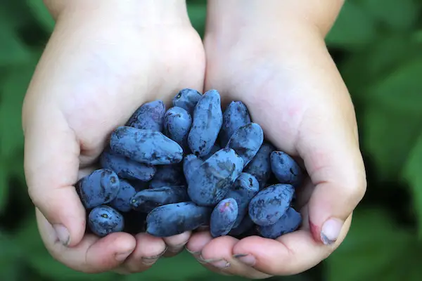 What Do Honeyberries Taste Like? An Unforgettable Experience - Chef Olu