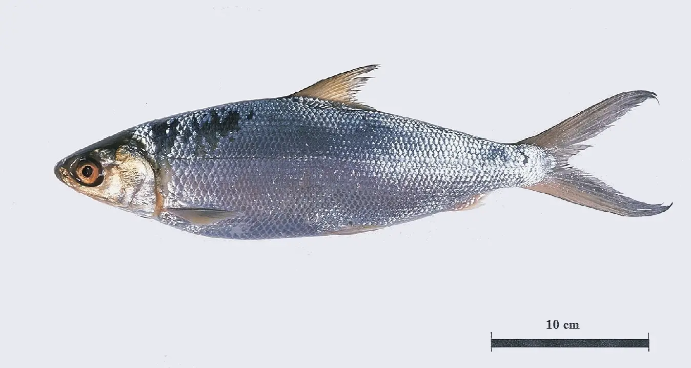 What Does Milkfish Taste Like? A Culinary Exploration Of This Delicacy ...